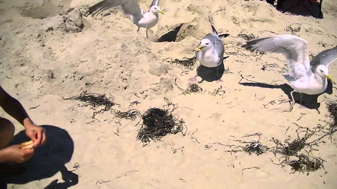 [7.30.2012]seal gull Block Island - YouTube