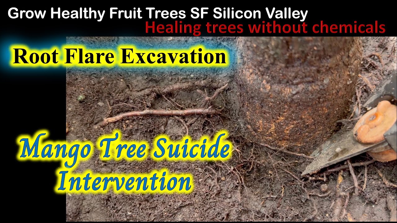 Mango Tree Suicide Prevention - Root Flare Excavation & Girdling Roots ...