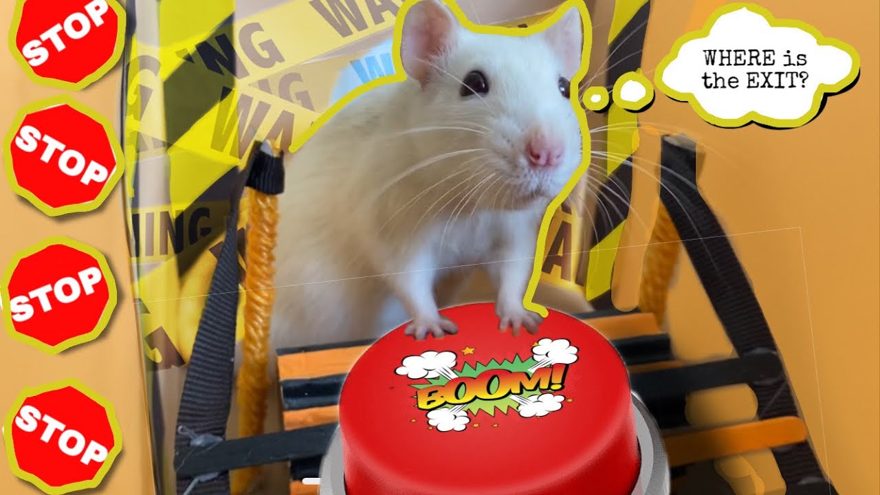 A Rat in a Maze! A New Maze for my Pet Rat! ¡Una rata en un laberinto ...