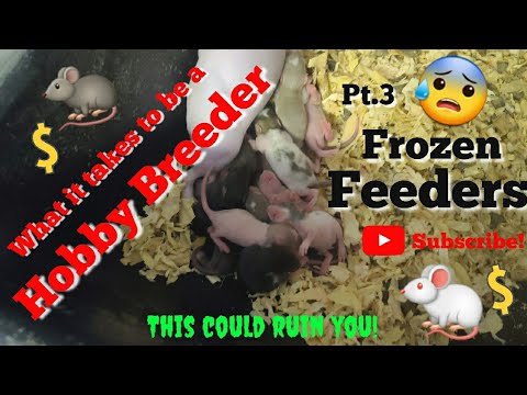 What it Takes to be a Hobby Breeder - Pt.3 Frozen Food - YouTube