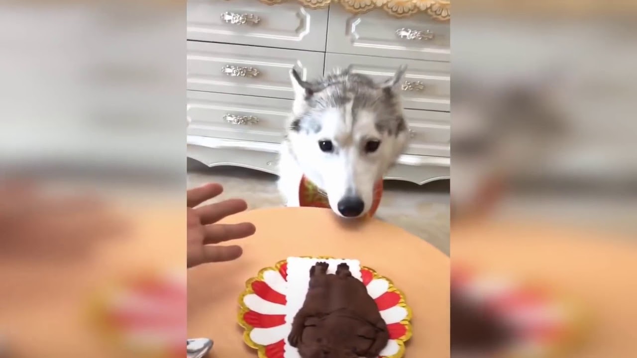 Dog Reaction to Cutting Cake Funny Dog Cake Reaction Compilation - YouTube