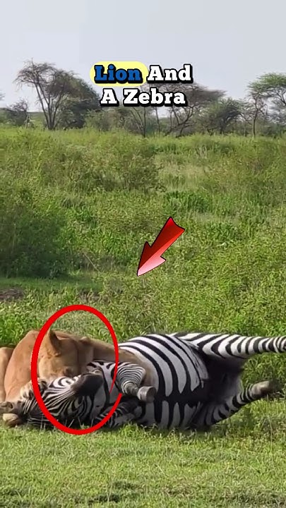 "Lion vs. Zebra: A Fierce Battle on the African Plains. - YouTube