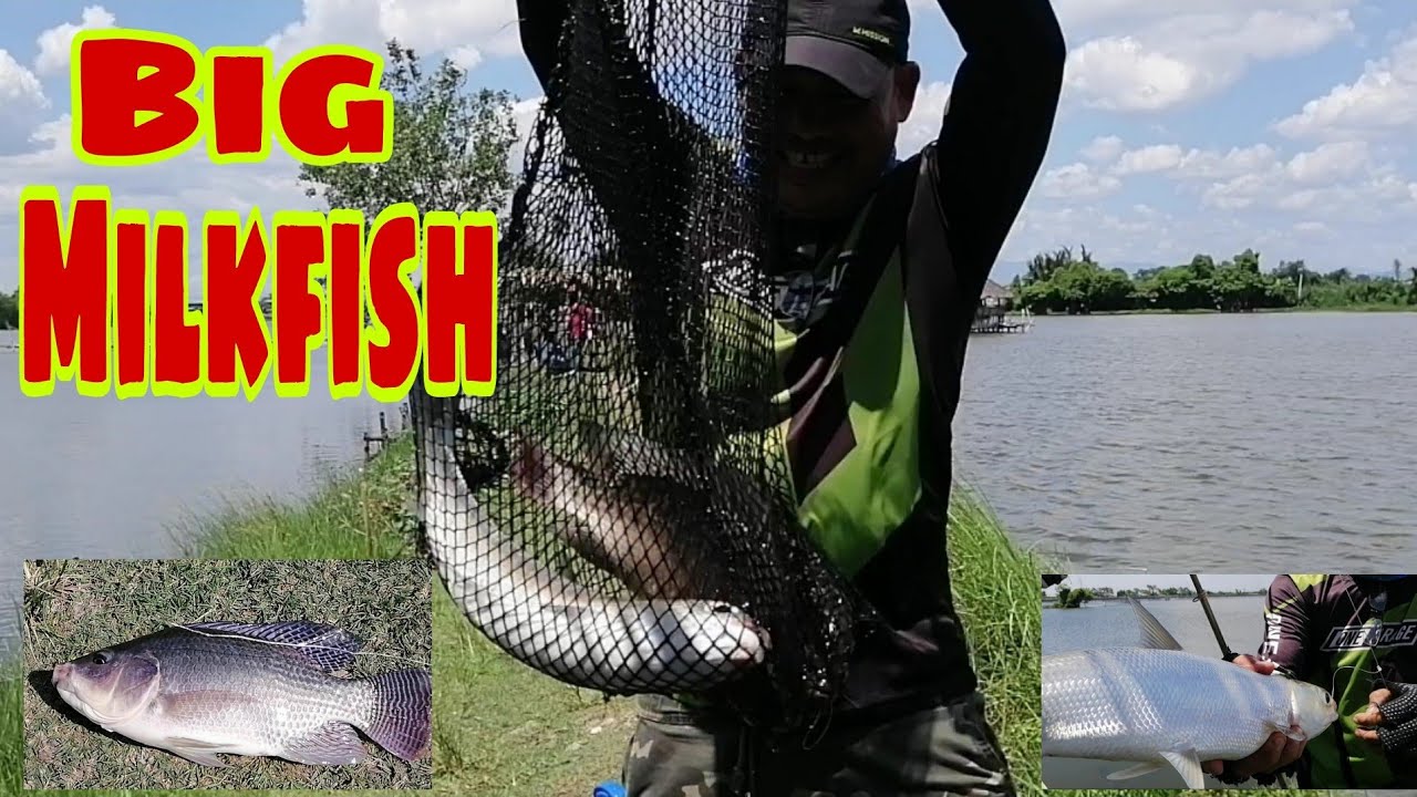 BIG MILKFISH - YouTube