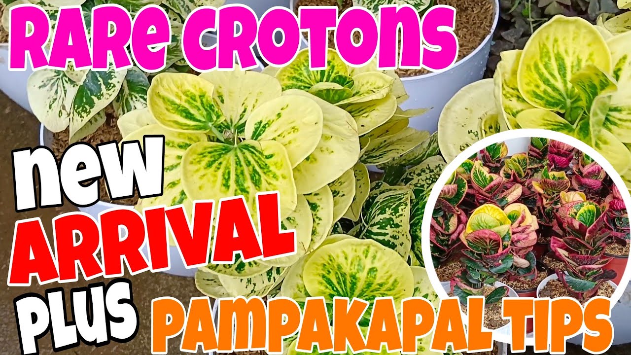 New Arrival Rare Crotons from Thailand Plus Caretips #houseplants # ...