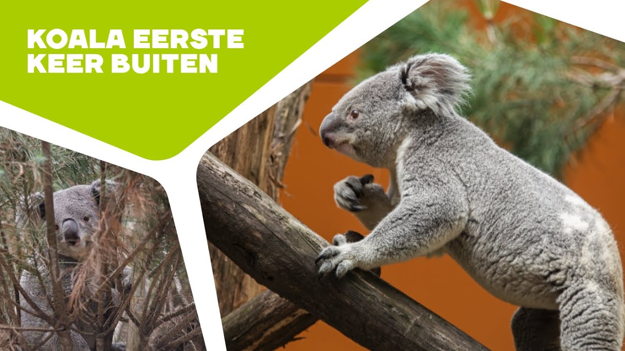 🐨 OP ONTDEKKING IN HET BUITENVERBLIJF | Koala's in Ouwehands Dierenpark ...