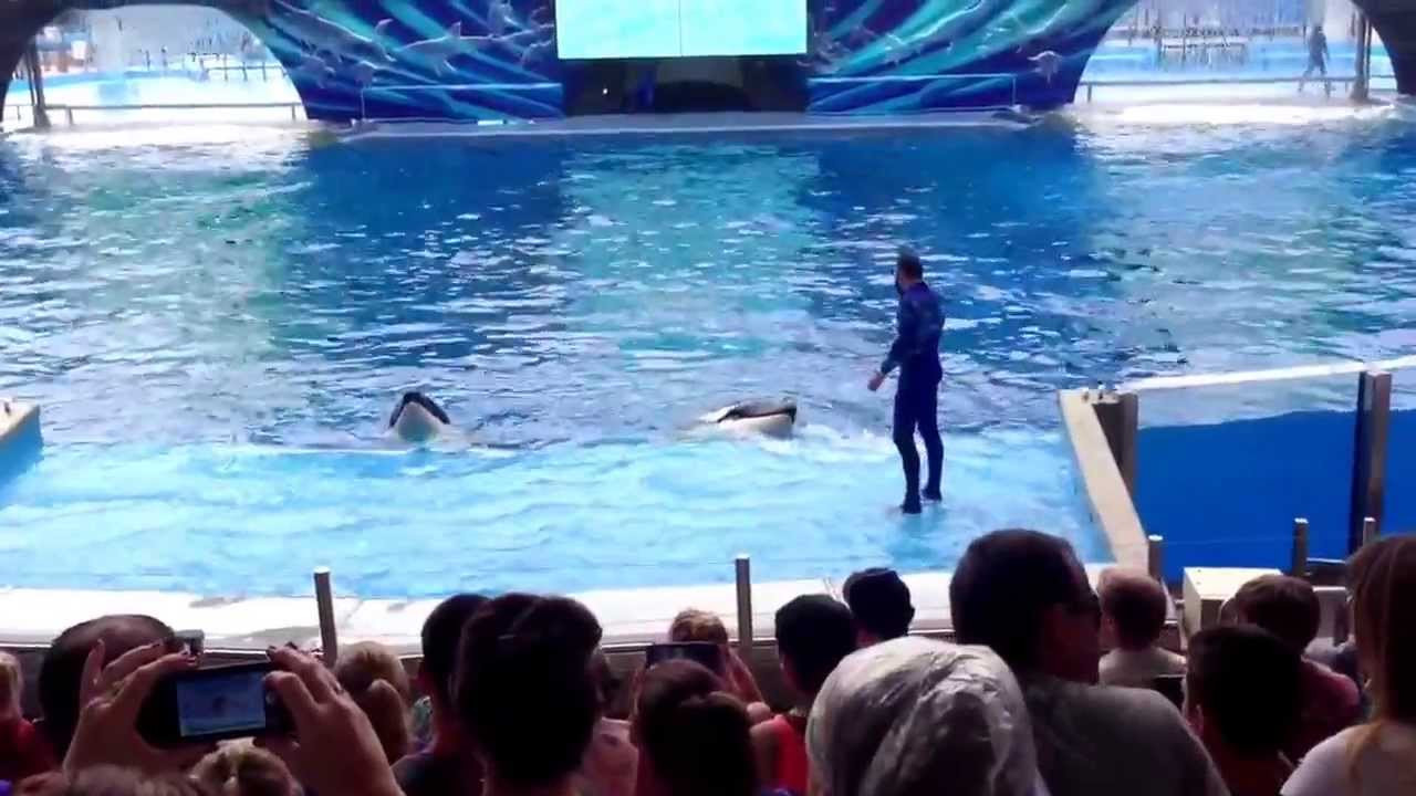 One Ocean Show Sea World Orlando - YouTube