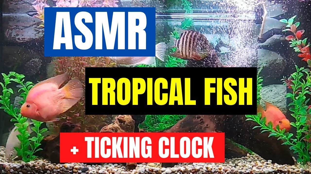 [ASMR] TROPICAL FISH TANK | Ticking Clock | Relaxing Sounds for Sleep ...