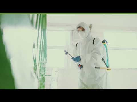 Tahta Kurusu Neden Olur, Nasıl Geçer? - Net İlaçlama