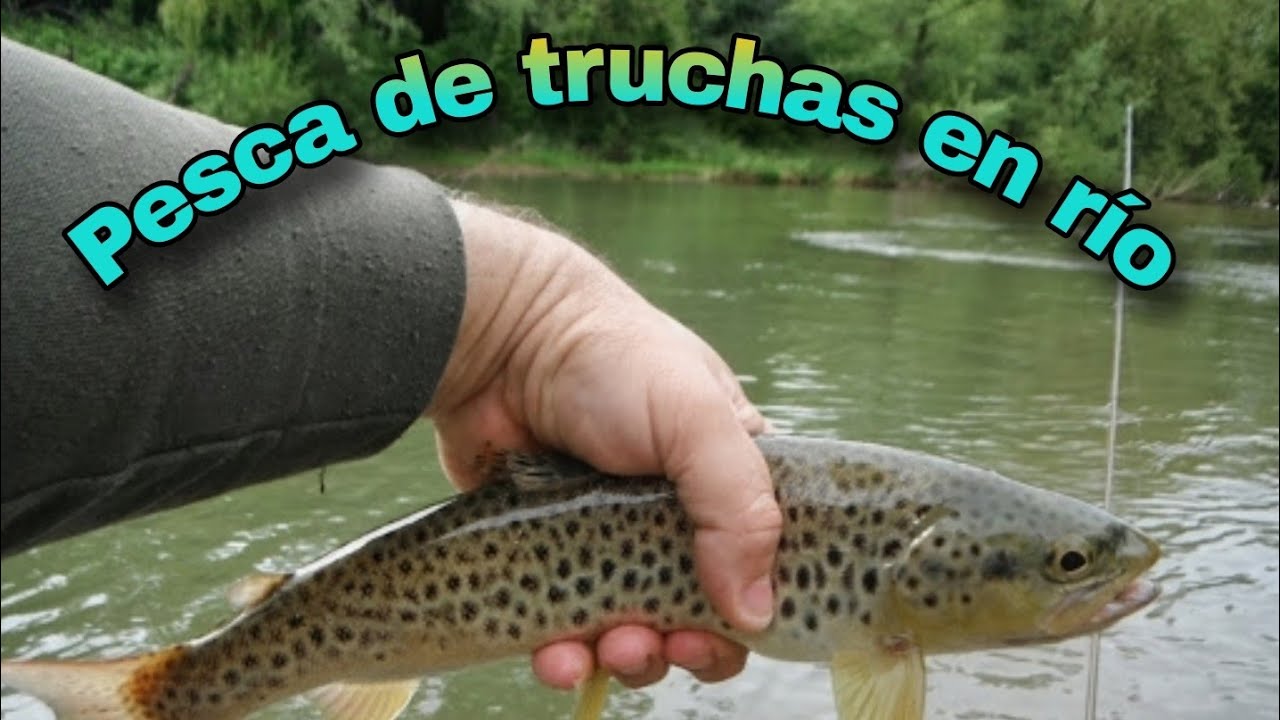 Pesca de truchas en río con cucharilla - YouTube