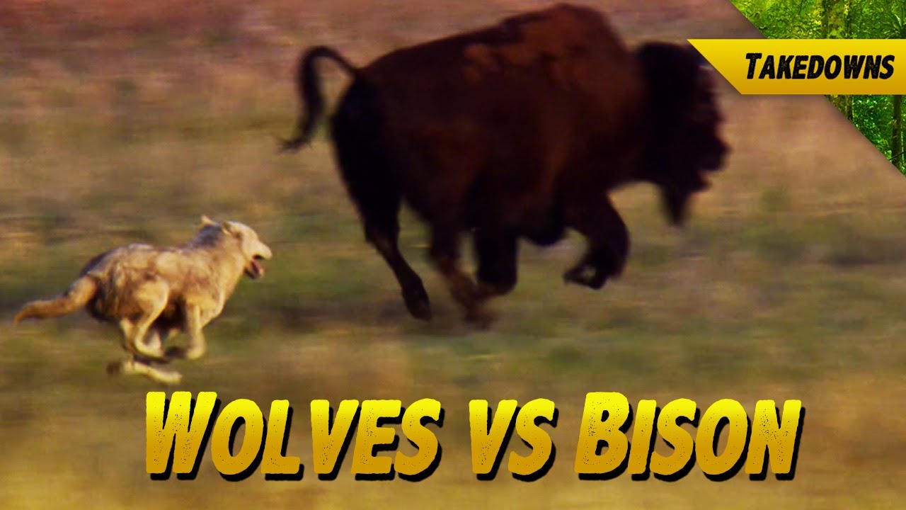 Wolves Gang Up On a Baby Bison - YouTube
