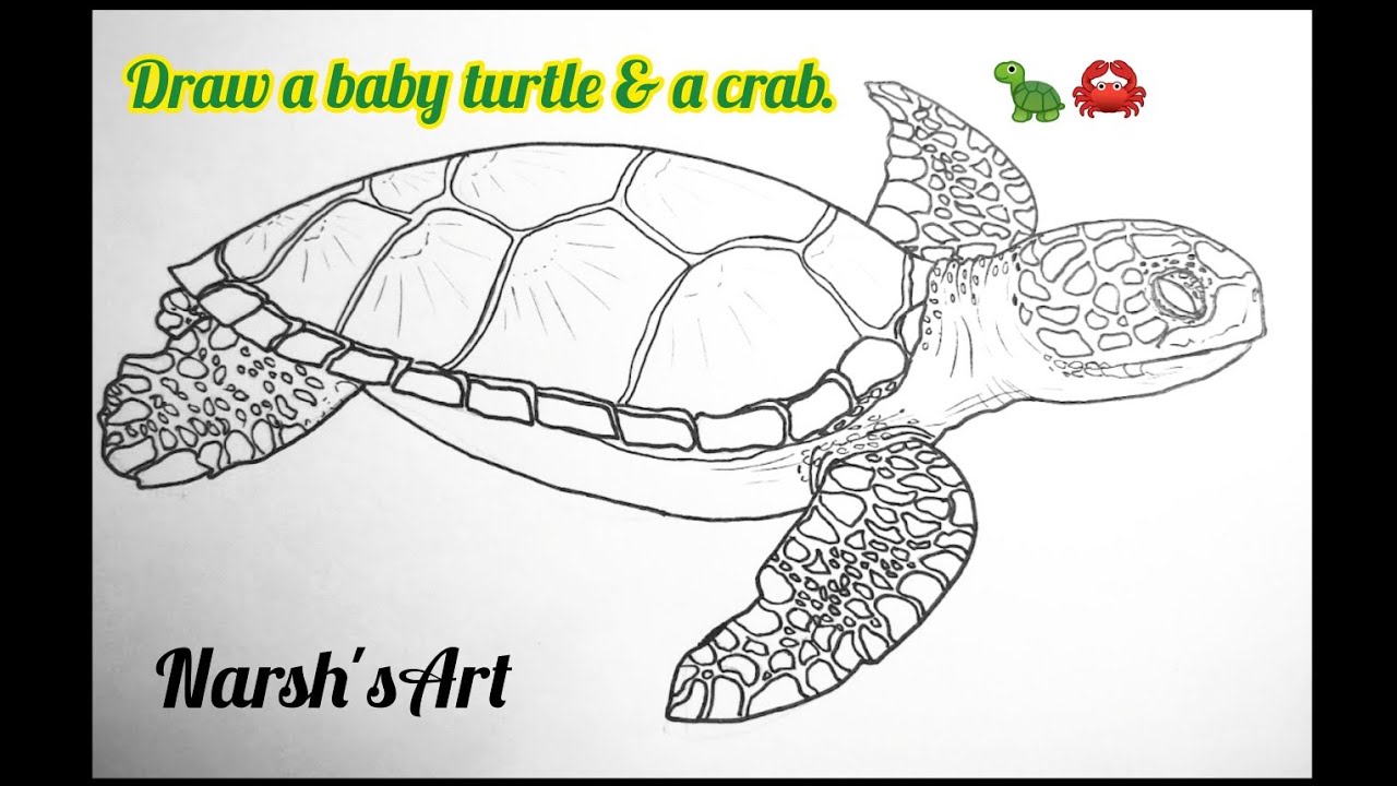 How to draw a baby Green Turtle and a Ghost Crab 🐢🦀 - YouTube