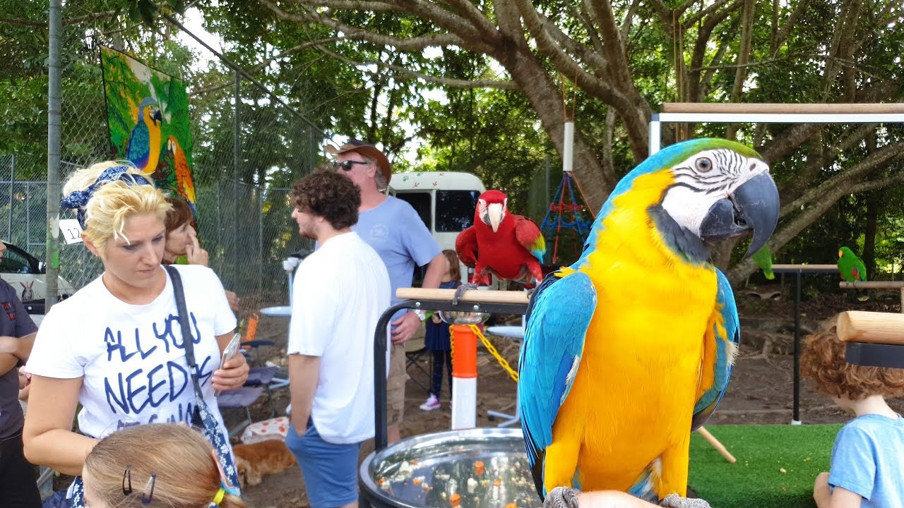 Festival of the Knob 2019 Yorkeys Knob 4K 24p edit - YouTube