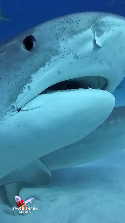 Tiger Shark good morning! ☀️🦈😎 #tigershark #shark #sharks #ocean #explore #adventure #sealife ...