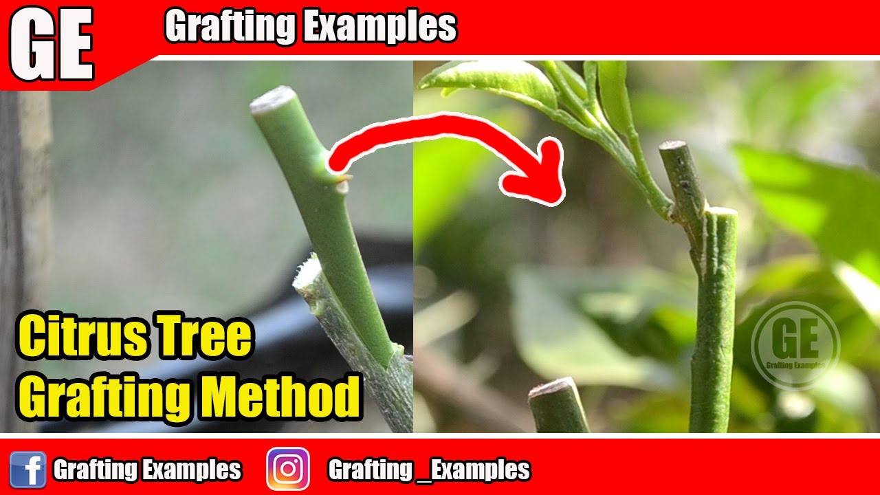 Cittrus Lime Tree Grafting Method - YouTube