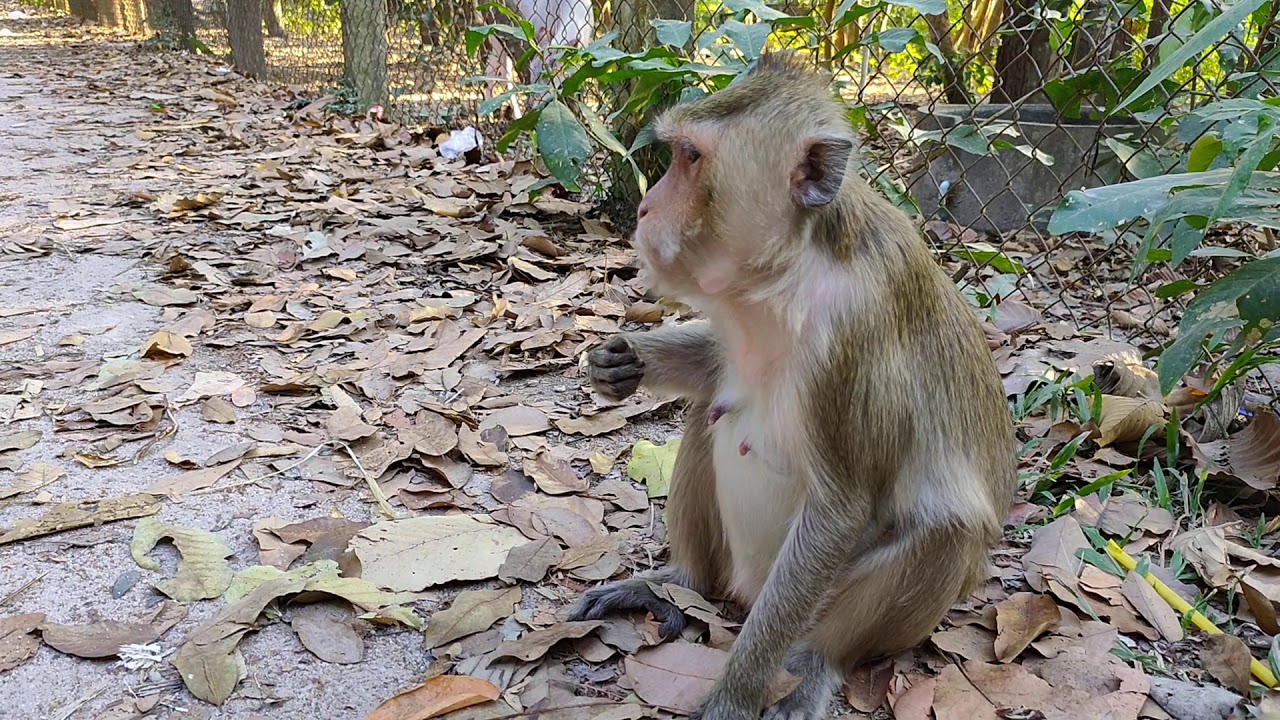 Large belly monkey by animals khmer - YouTube