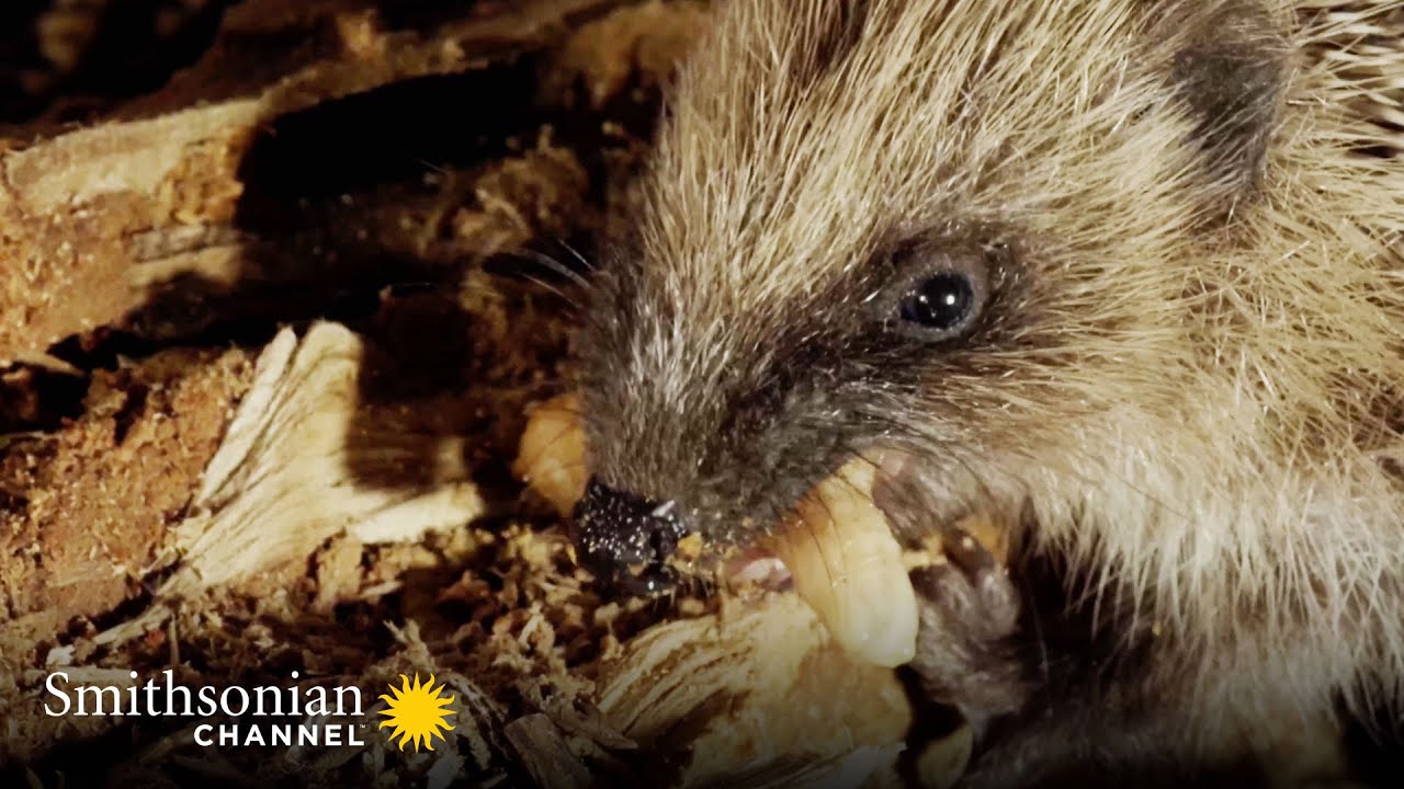 Hedgehogs Will Travel Great Distances at Night for a Meal | Into The ...