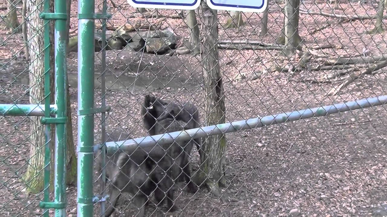Lakota Wolf Preserve - 3 new adolescent wolves - YouTube