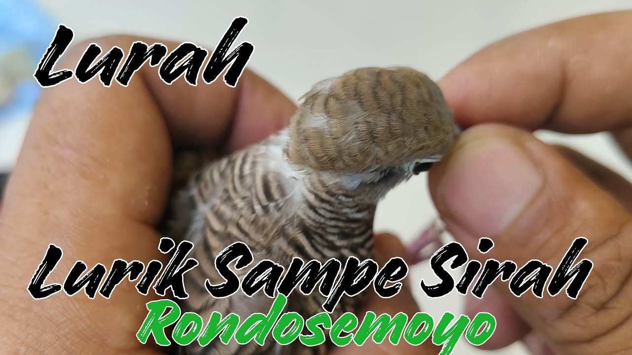 Perkutut Lurah Rondosemoyo Lokal Alam - YouTube