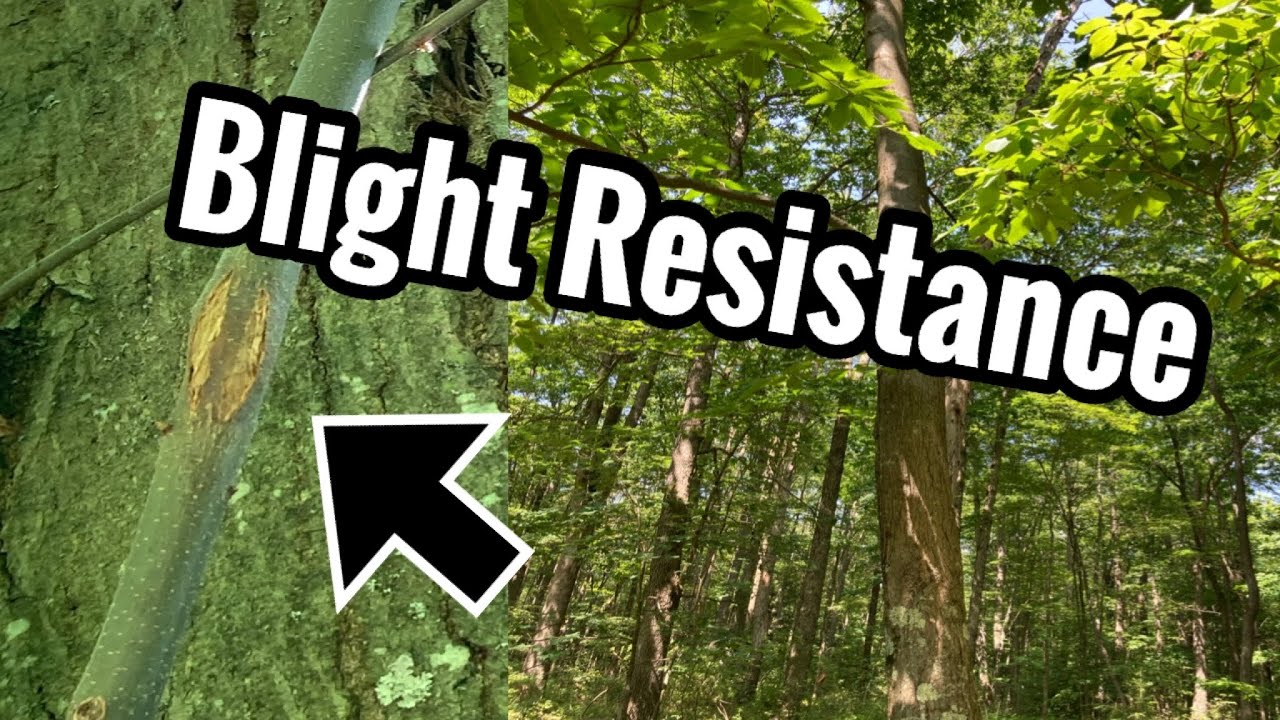 Mature American Chestnut Trees Fall Update (Blight Resistance spotted ...