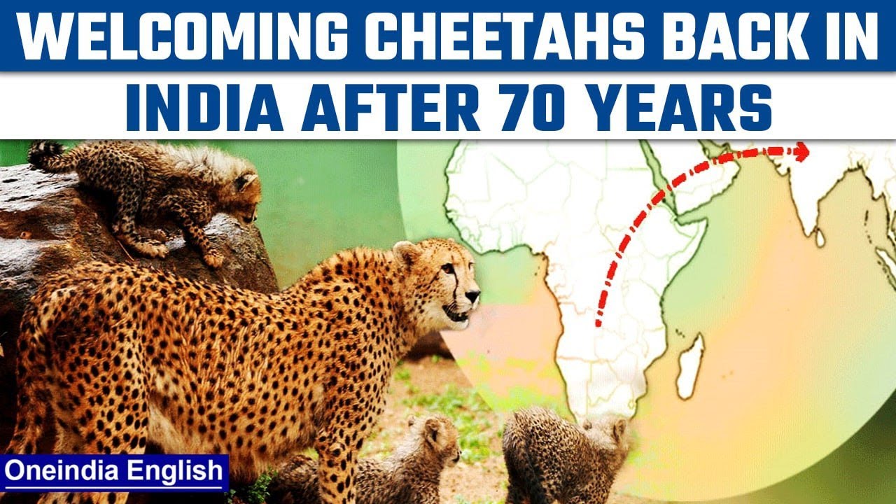 Cheetah back in India: Centre to bring 25 Cheetahs from Africa to MP ...