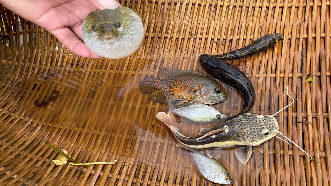 Natural small insects live under water in lake.skirt tetra, tiger barb ...