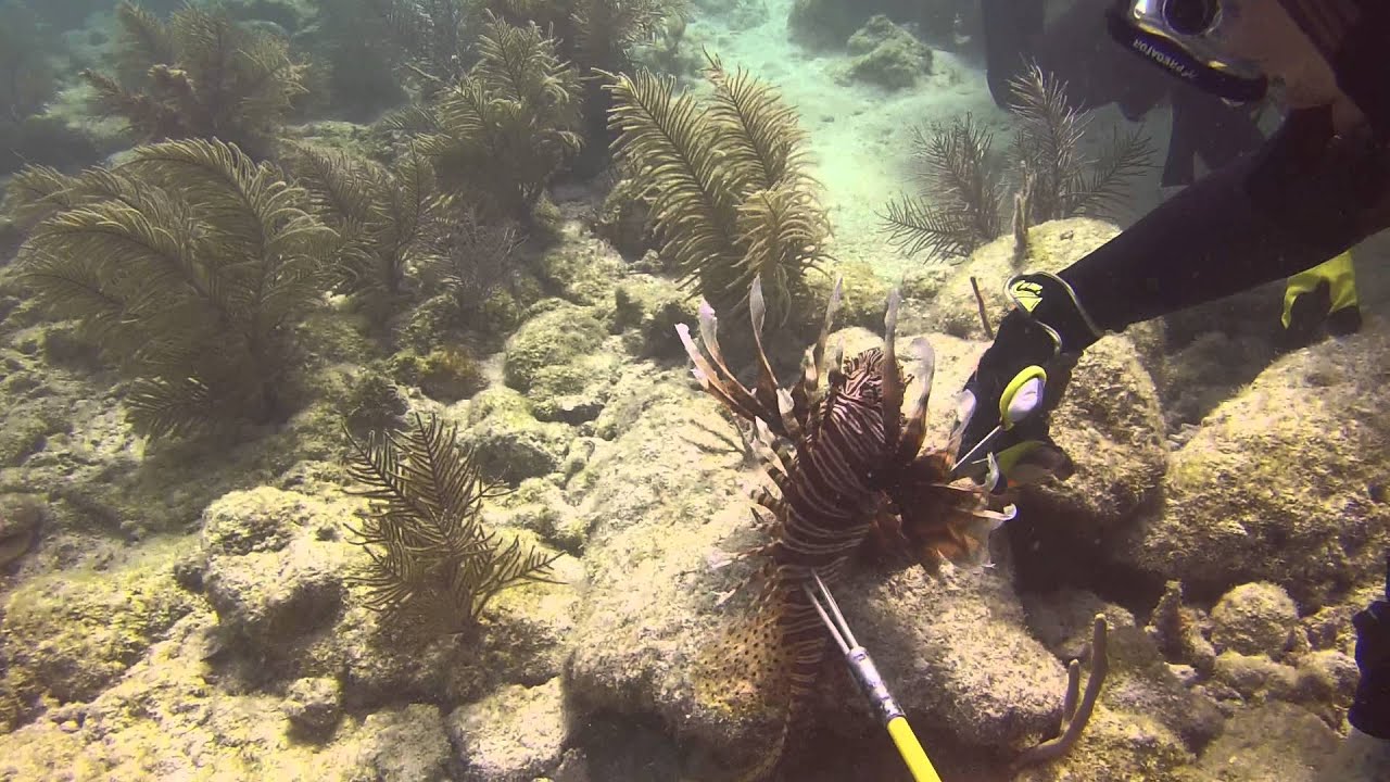 Lionfish spine cutting - YouTube