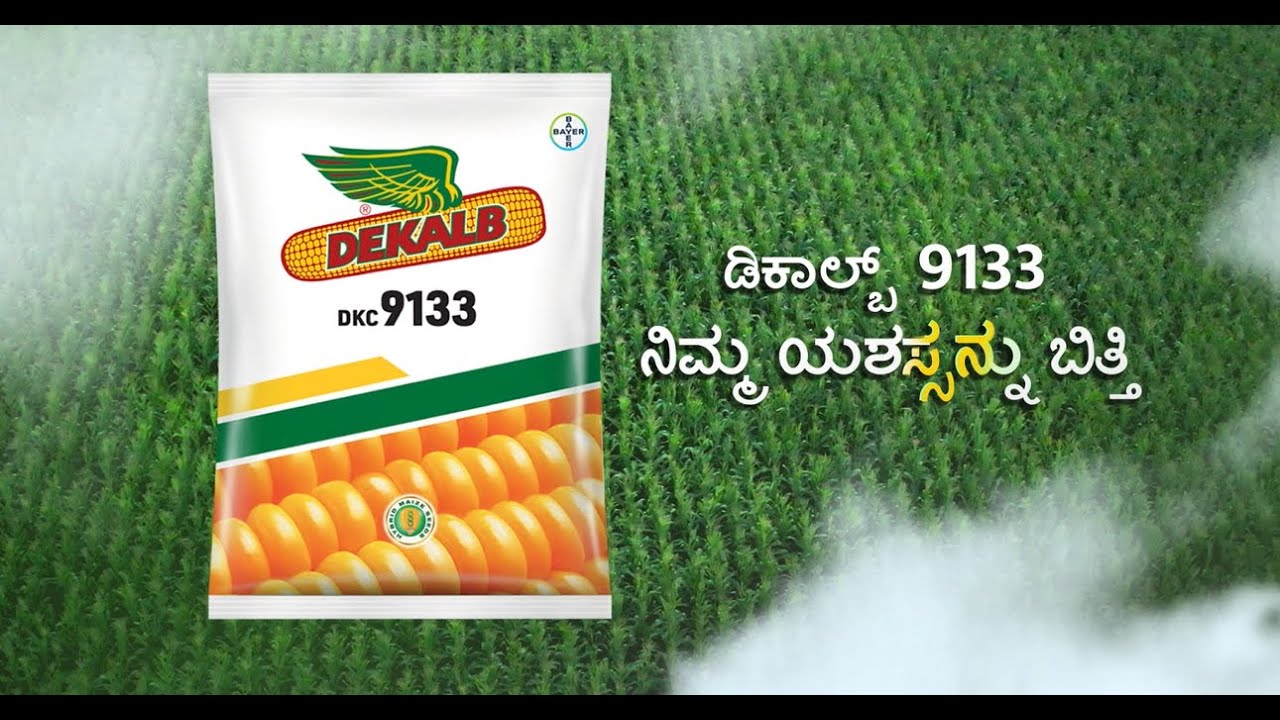 ಕಾರ್ನ್ ಬೀಜ: ಡಿಕಾಲ್ಬ್ 9133 | Bayer Crop Science India - YouTube
