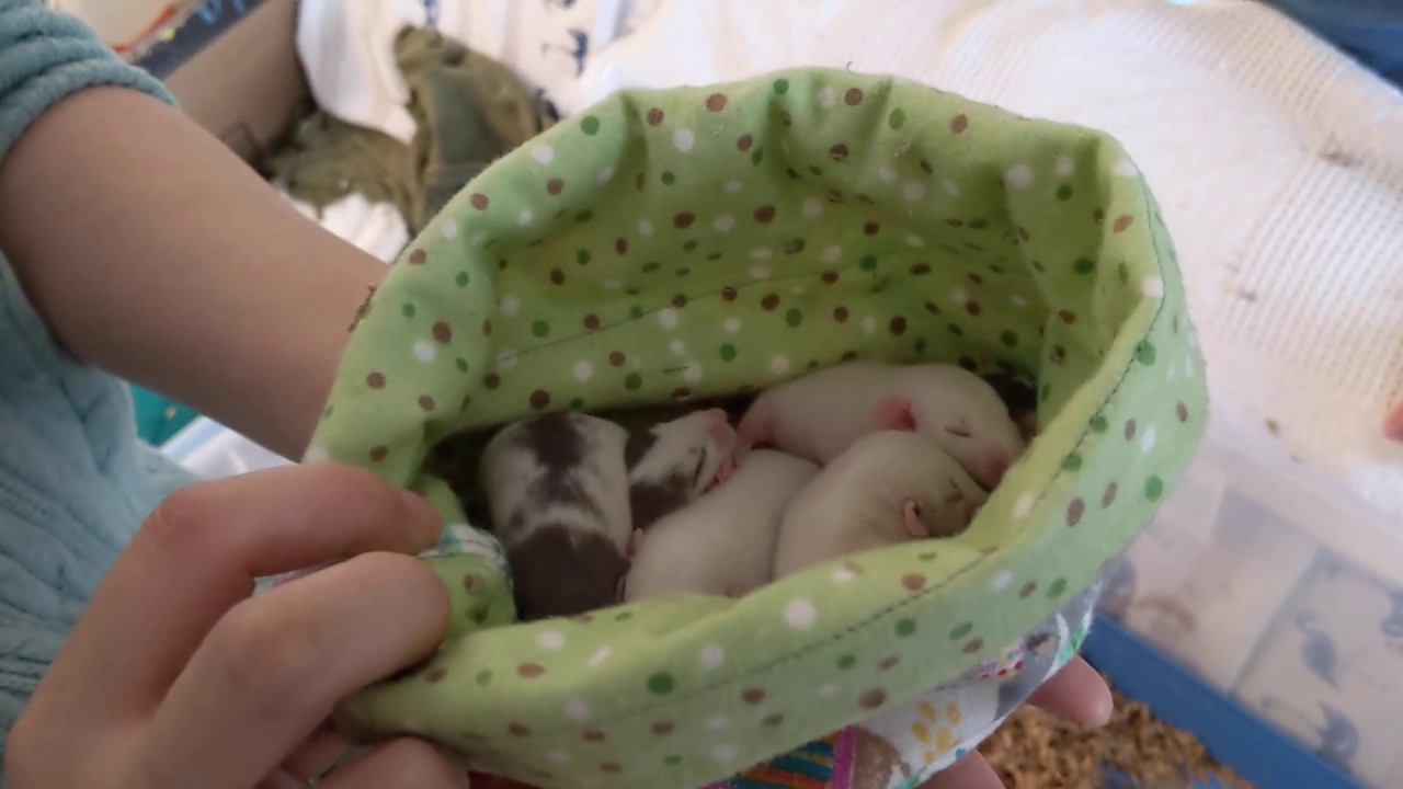 How to sex 2 week old baby rats - easy step by step instructions - YouTube