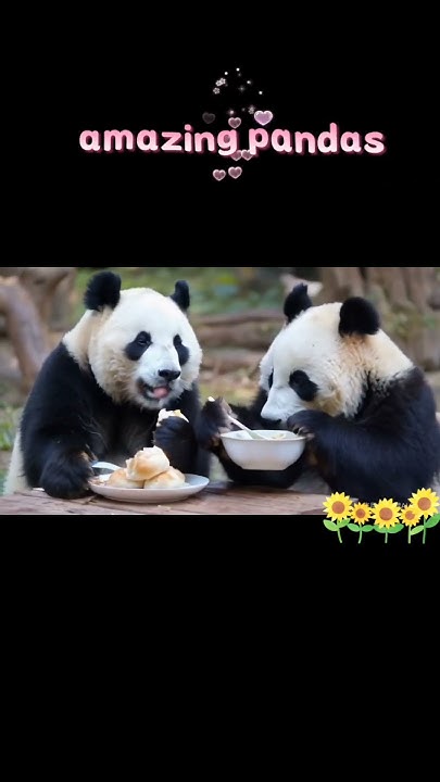 amazing pandas #funnyanimalsvideos - YouTube
