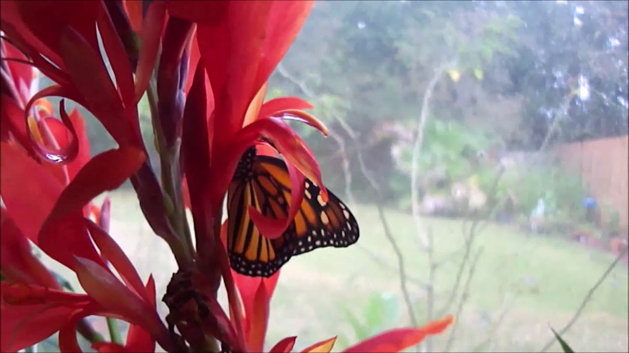 How Butterfly use their legs to hold things - YouTube