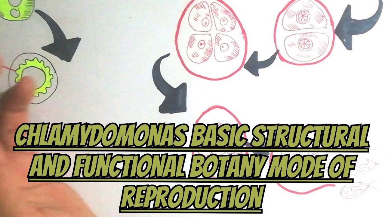 Chlamydomonas||basic structural and functional||botany||mode of ...