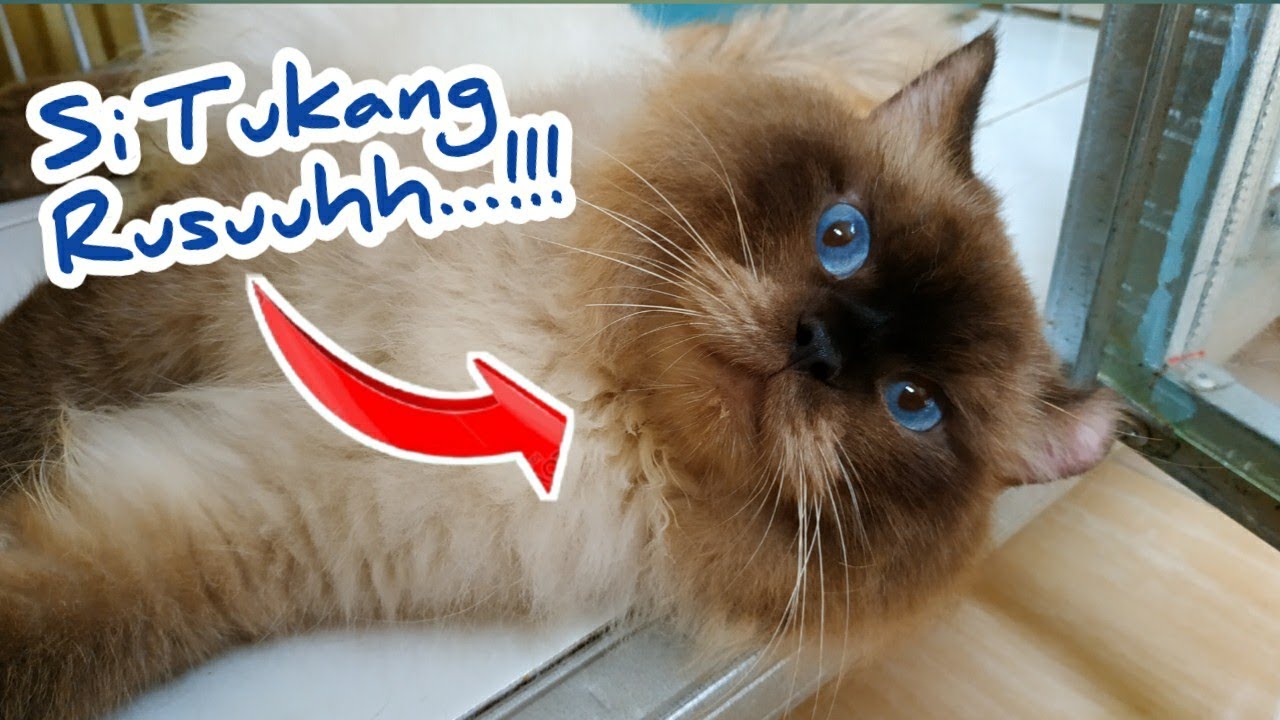 KUCING HIMALAYA - YouTube