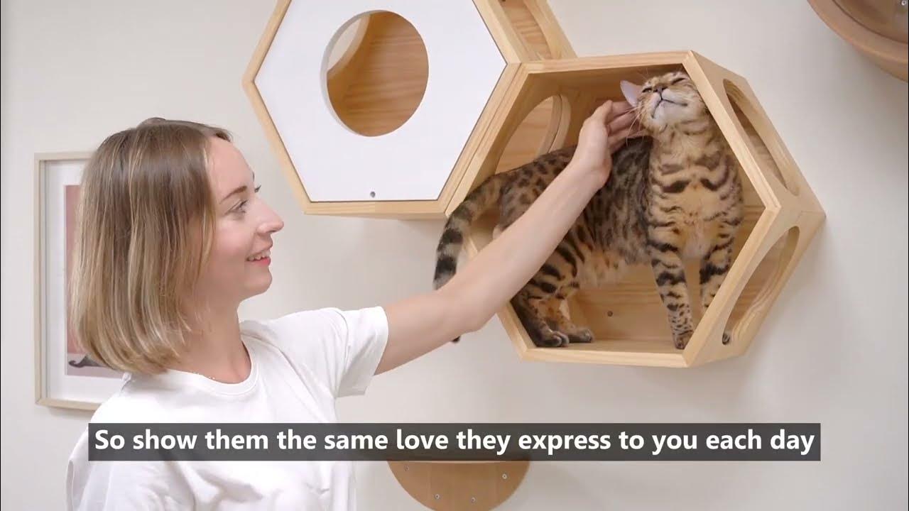 Cat Furniture Brings You & Your Cats Closer Together | MYZOO DESIGN - YouTube