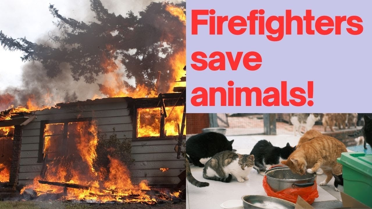 Firefighters Save Dogs, Cats, Pets In HOUSE FIRE! #dogrescue #doglife ...