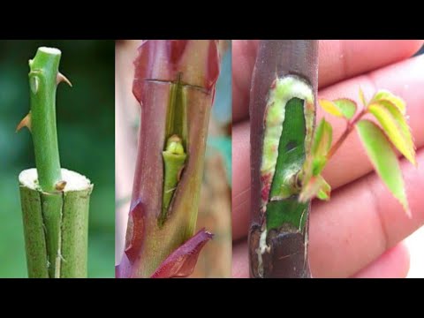 How To Graft Rose Plant Simple & Easy | Rose Grafting Methods - YouTube