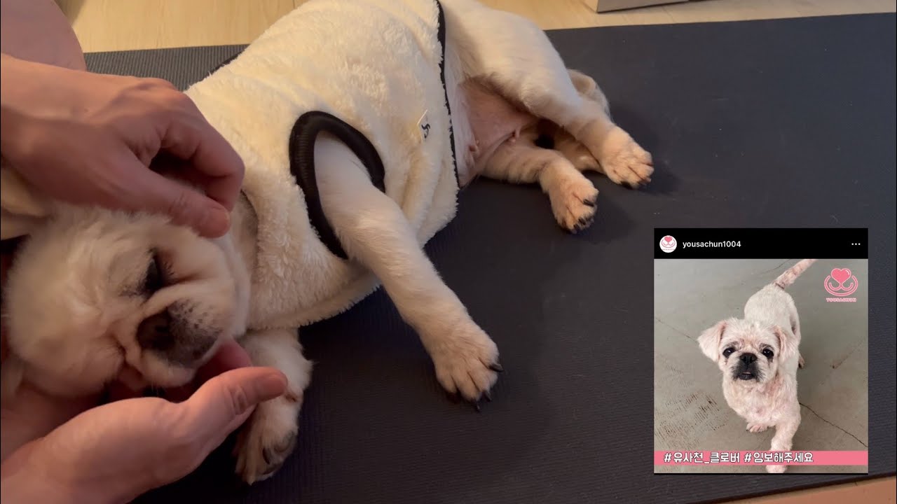 번식장에서 페키니즈 모견으로 구조된 클로버☘️ 입양 이야기ㅣ강아지 둘째가 생겼어요🐶ㅣ유기견 입양 방법 🩷ㅣ강아지 배변 교육🤎ㅣ
