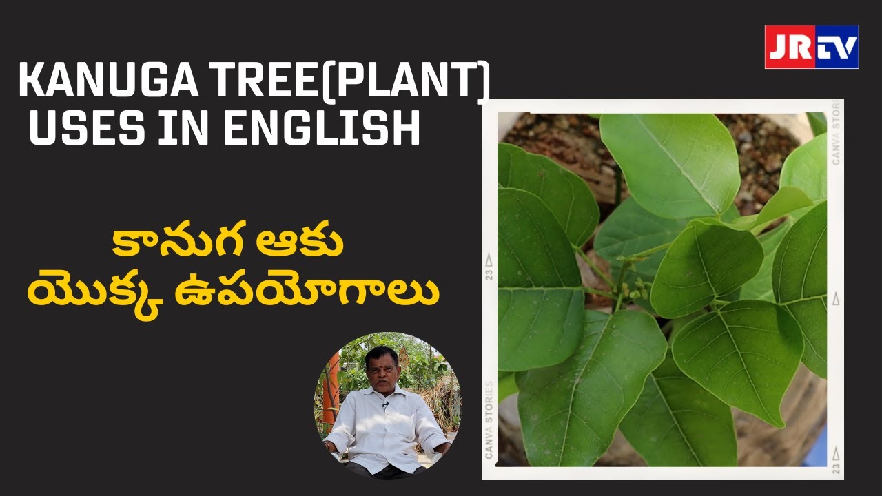 importance about kanuka plant | JR TV Telugu - YouTube