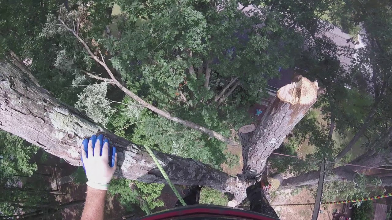 Dangerous Tree Removal White Oak With Huge Split In Trunk - YouTube