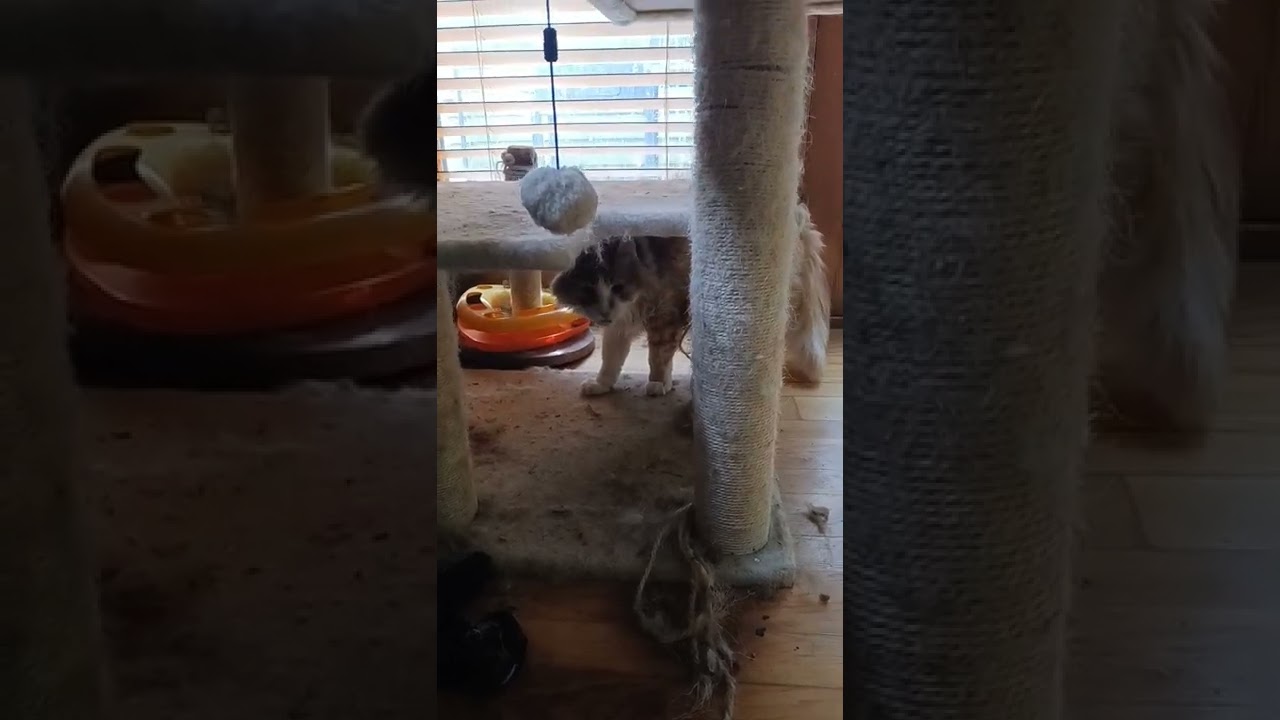 barney the cat - YouTube