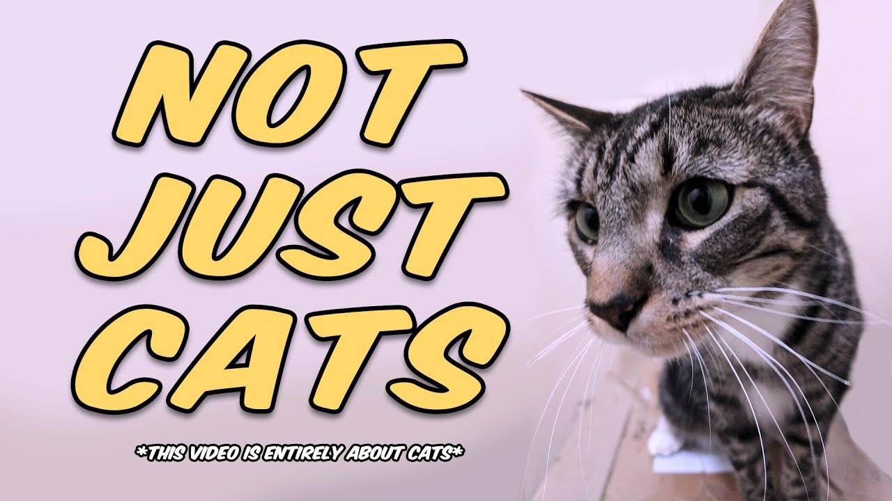 Not Just Cats - YouTube