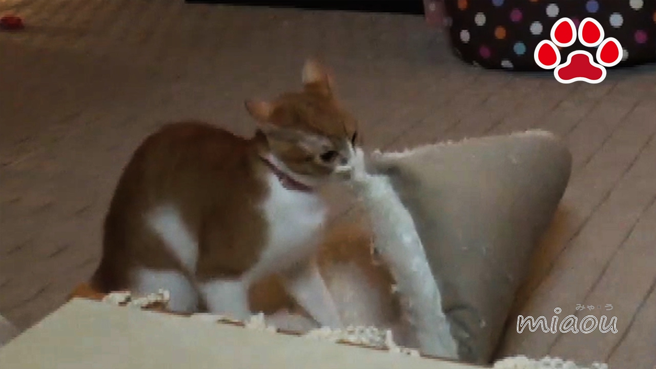 Cat is violent snort【Cat's room Miaou】 - YouTube