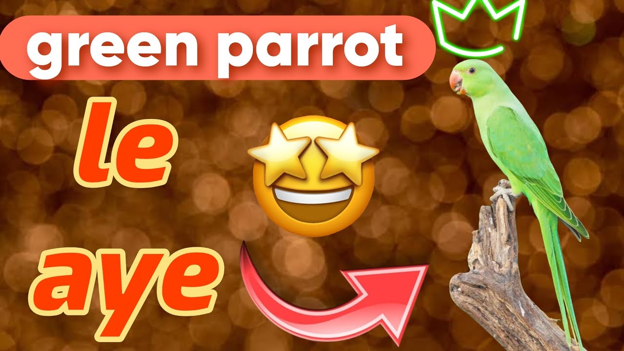 pahari green parrot le aye - YouTube