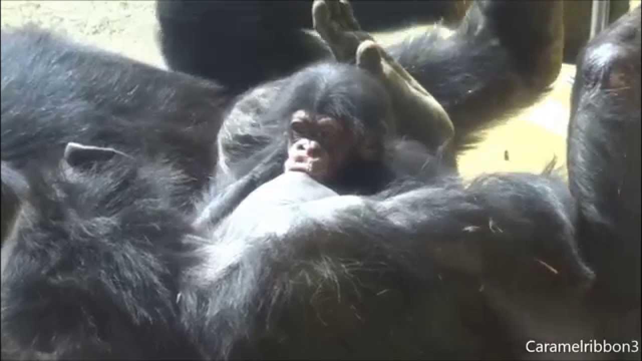 Chimpanzee Momoko and her baby Fubuki at Tama Zoo - YouTube