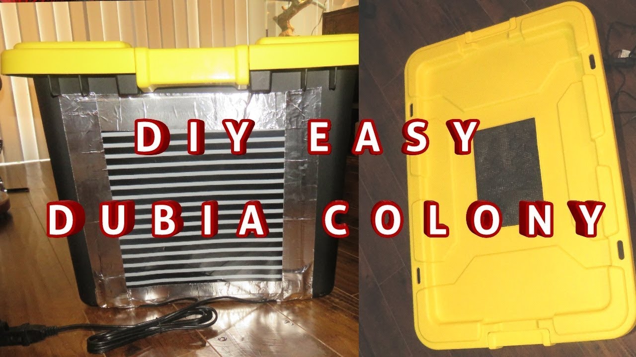 Dubia Roach Colony: How to Breed Dubias (Easy) - YouTube