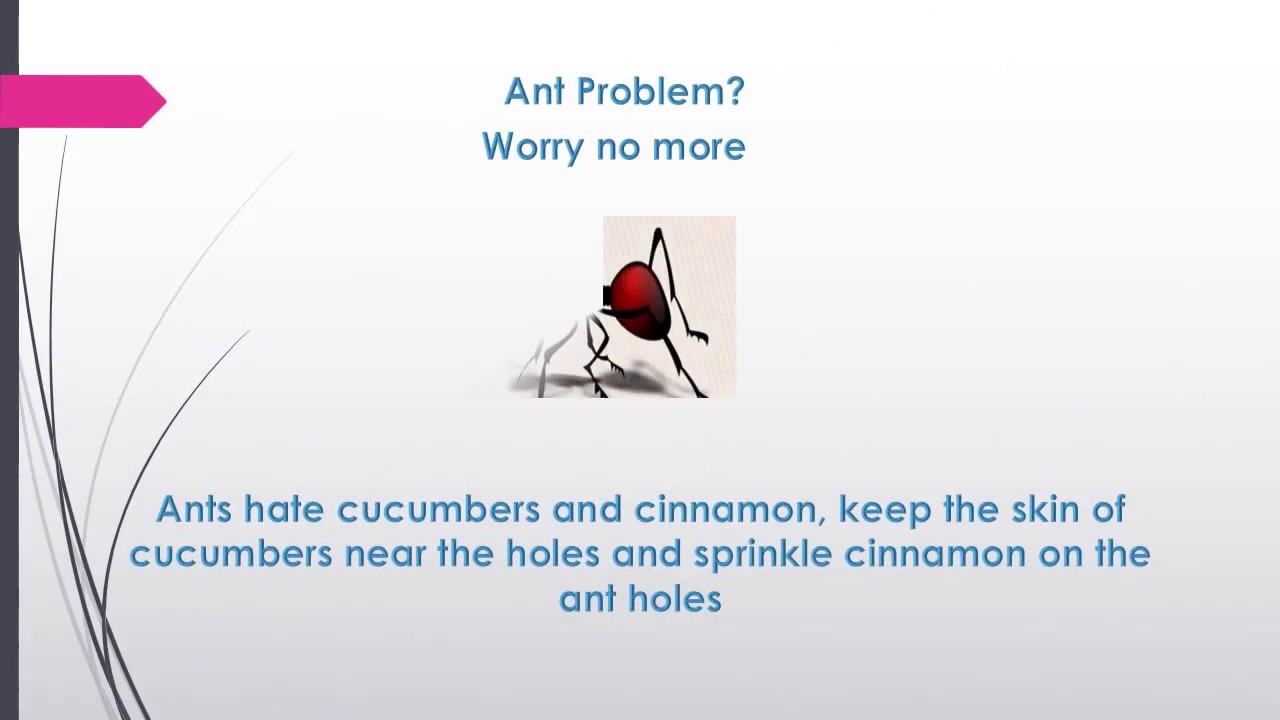 Fastest ways to get rid of some domestic problems - YouTube