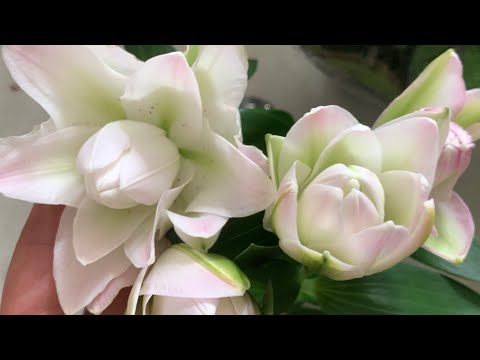 Katlı Lilyum ,yılbaşı çiçekleri, Pledendron yeni türler satışta 05377956664
