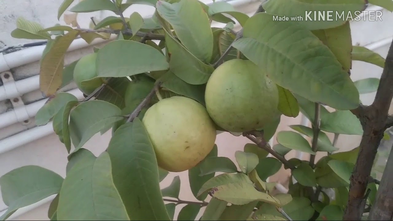 How to grow guava plant in terrace garden//guava palnt complete care ...