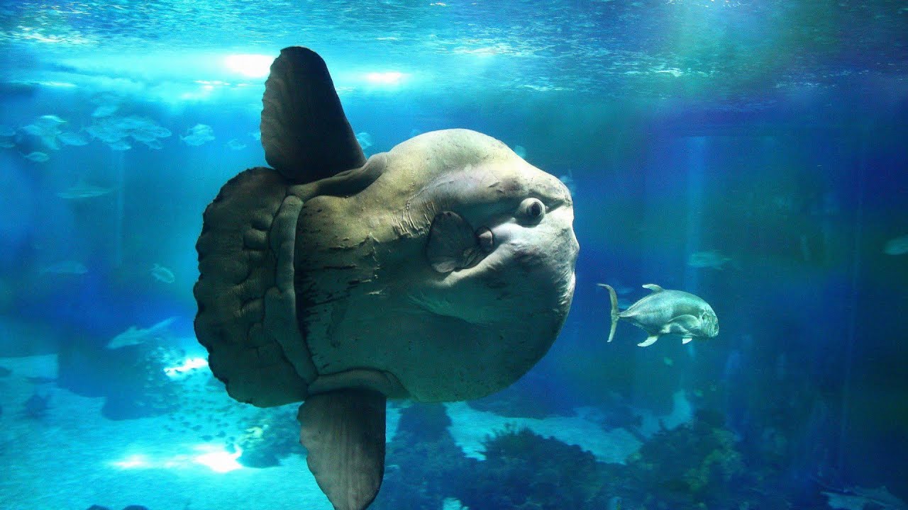 10 Weirdest Fish You Didn't Know Existed - YouTube