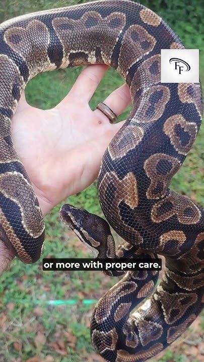 5 Fun Facts about ball pythons #funfacts #interestingfacts #facts # ...