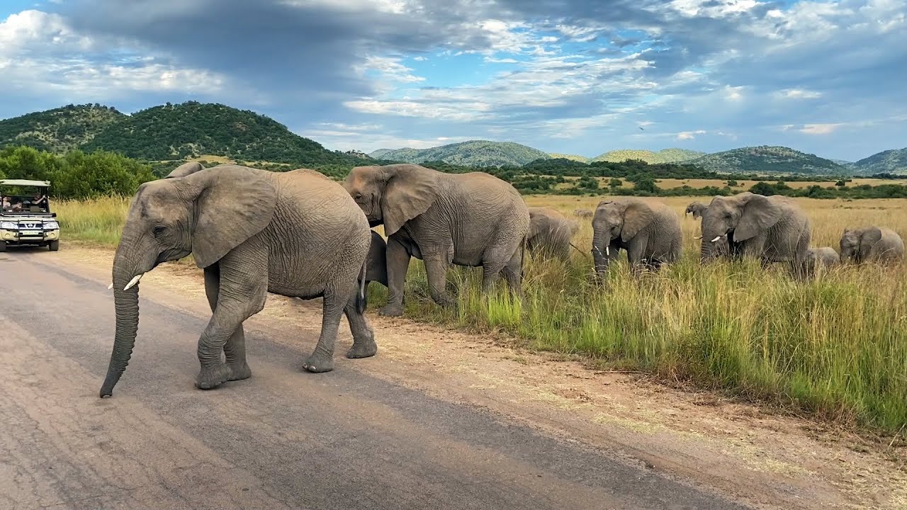 Witnessing Elephants on the Move: An Unforgettable RV Adventure in ...